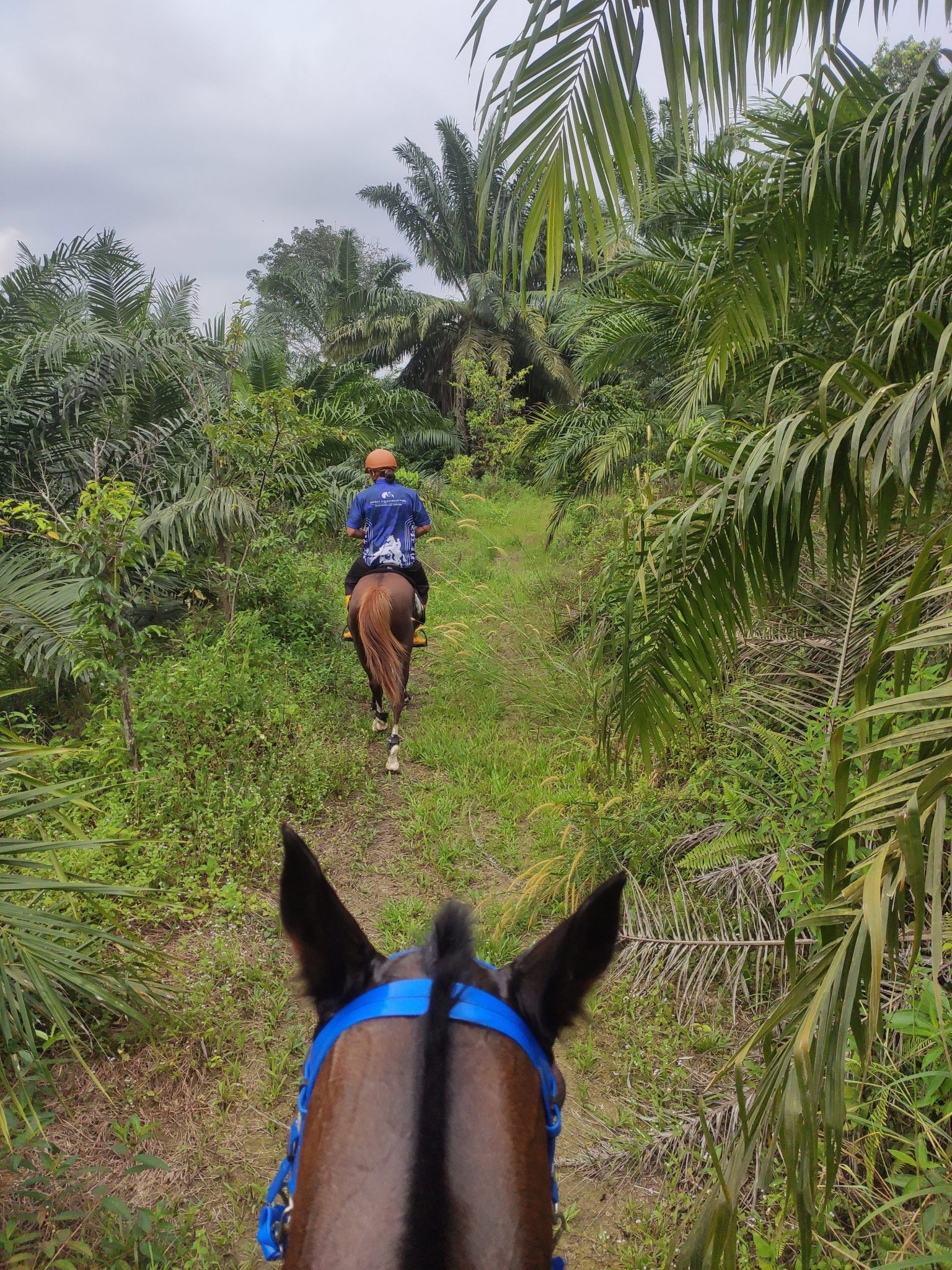 Saville Equestrian Park - Horse Riding Malaysia