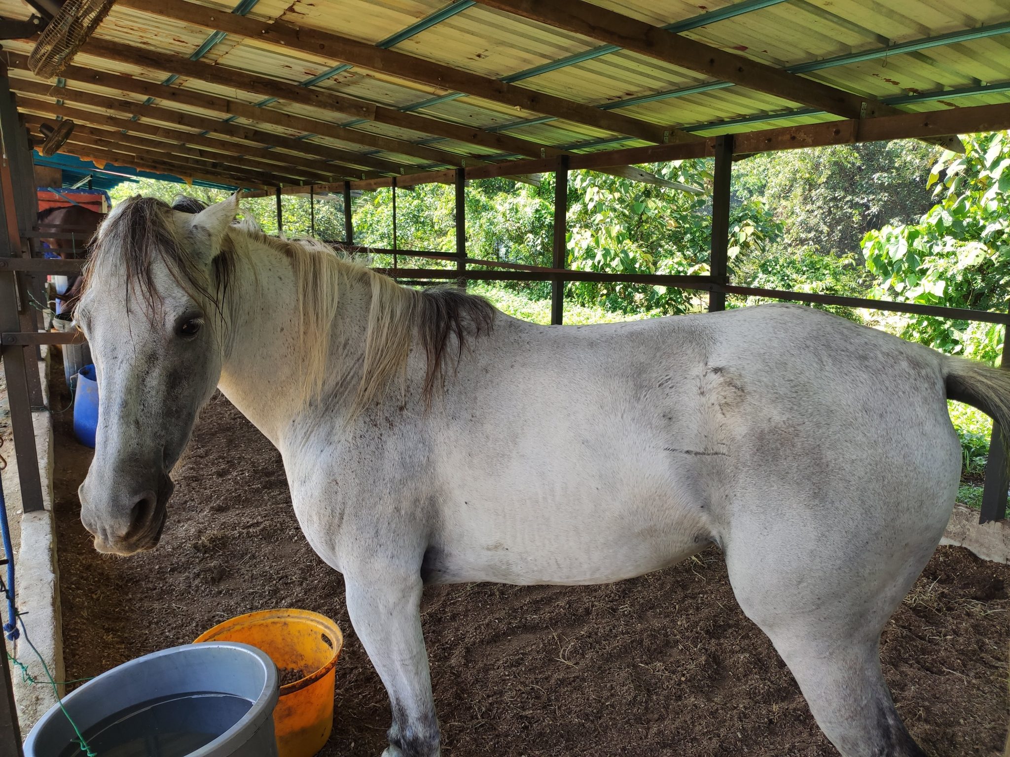 Kesuma Stable - Horse Riding Malaysia