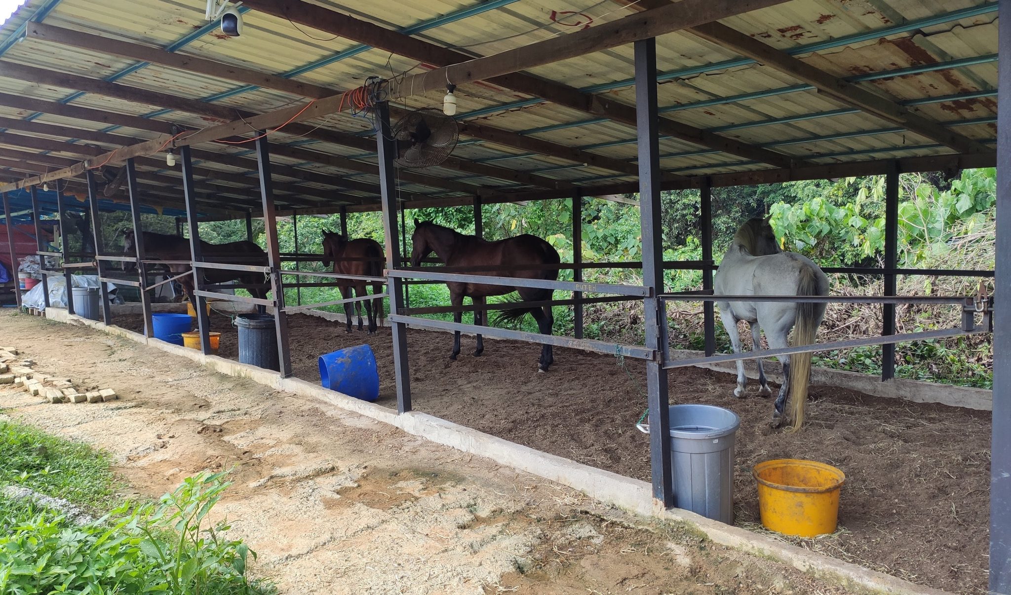 Kesuma Stable - Horse Riding Malaysia