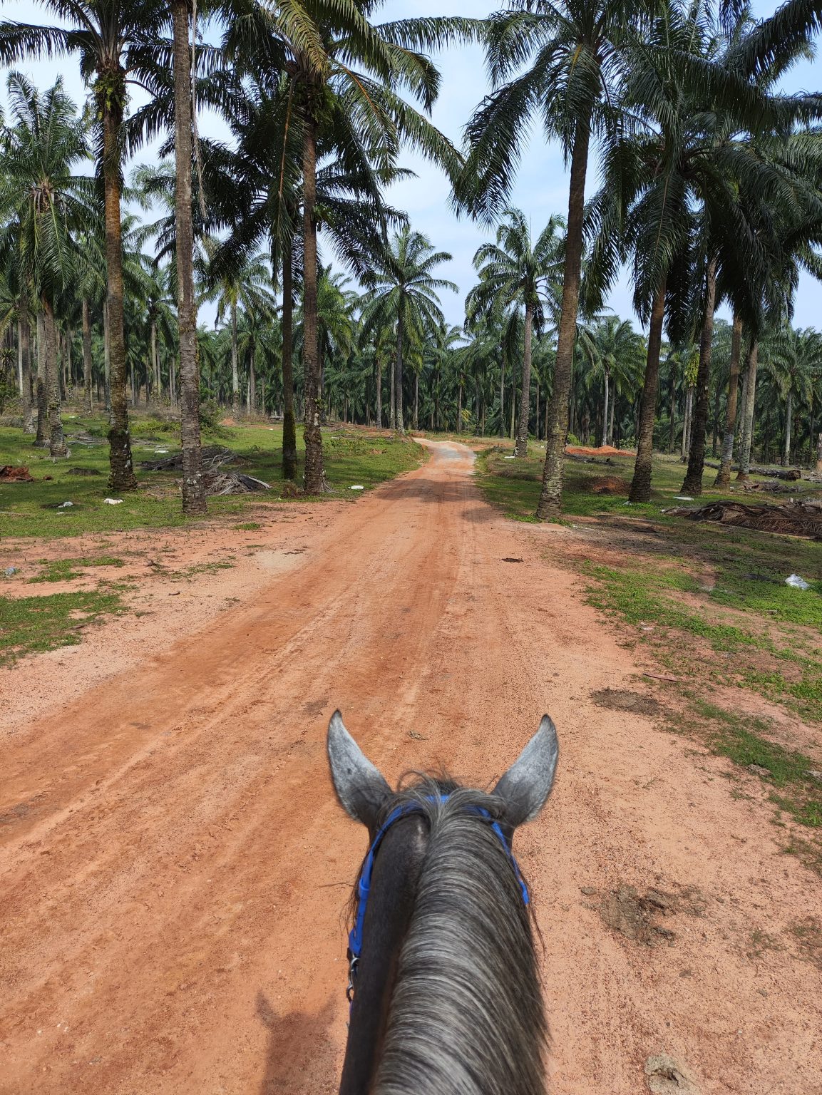 TNT Arabian Stable - Horse Riding Malaysia