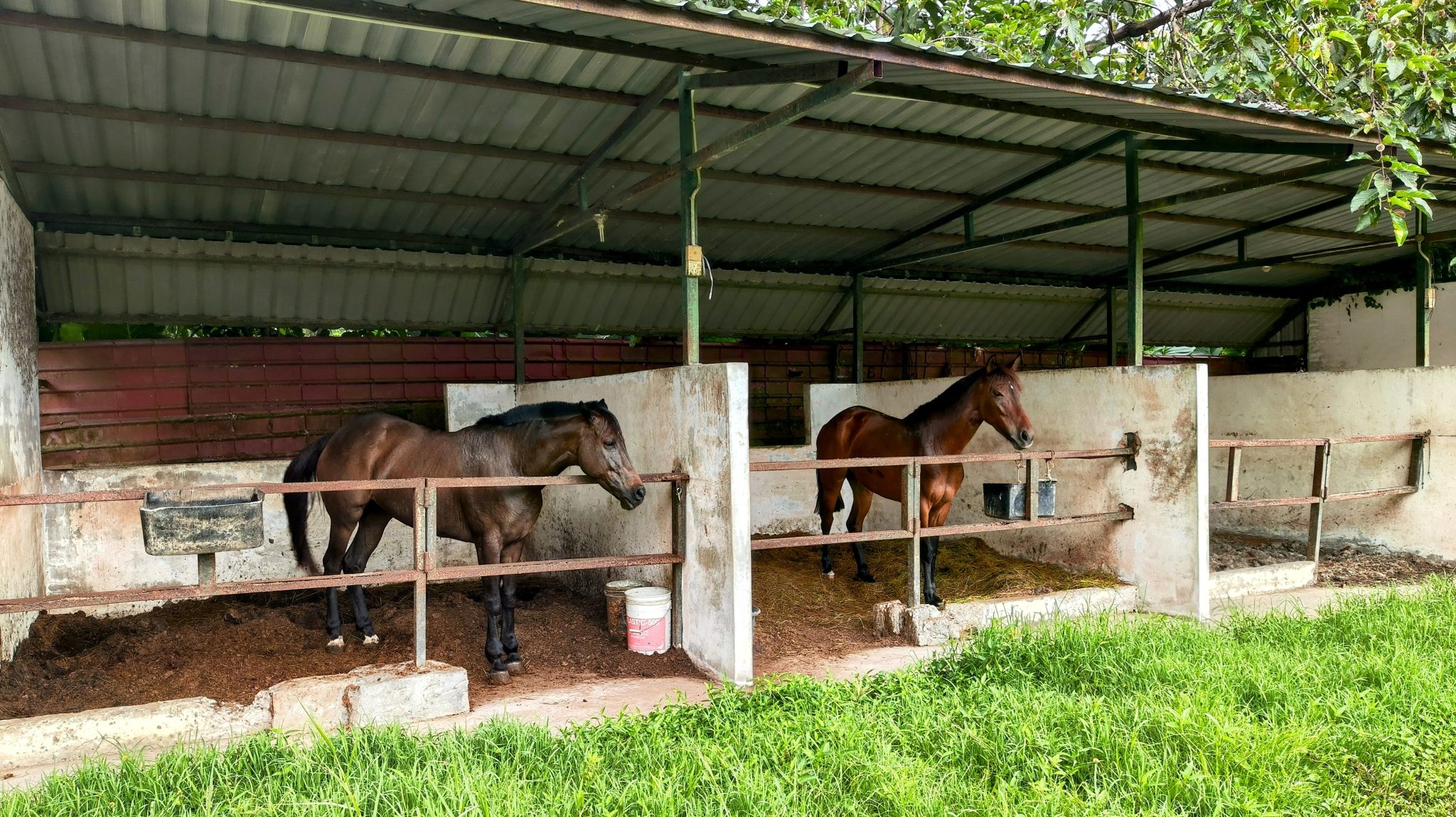 Glenora Stables - Horse Riding Malaysia