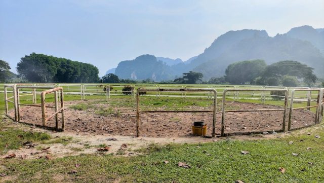 Iskandar Polo Club - Horse Riding Malaysia