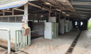 Iskandar Polo Club - Horse Riding Malaysia